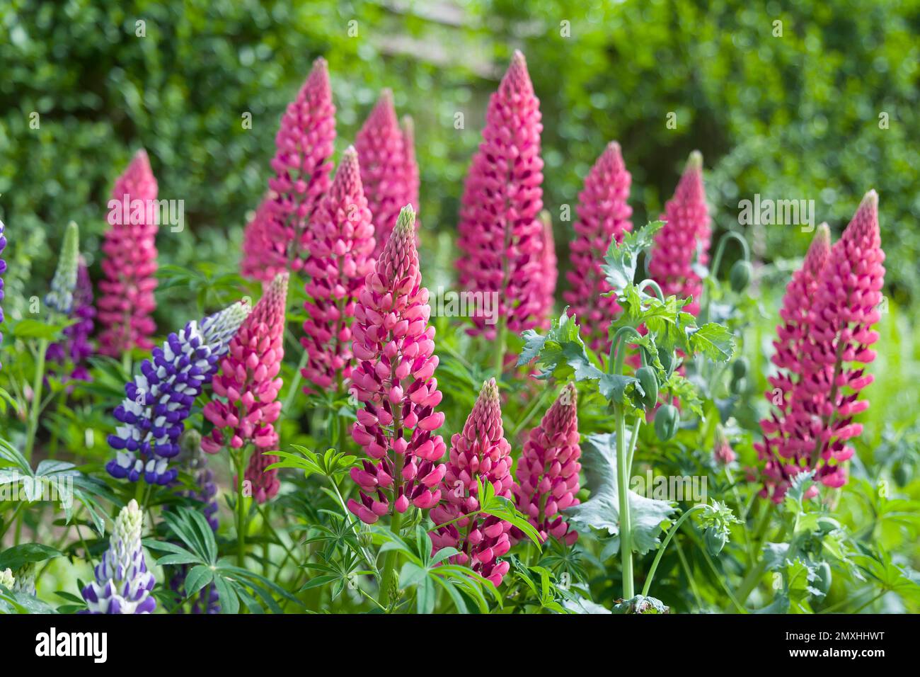 Lupin flowers in cottage garden hi-res stock photography and images - Alamy