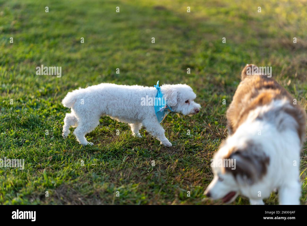The two dogs playing together in the park Stock Photo - Alamy