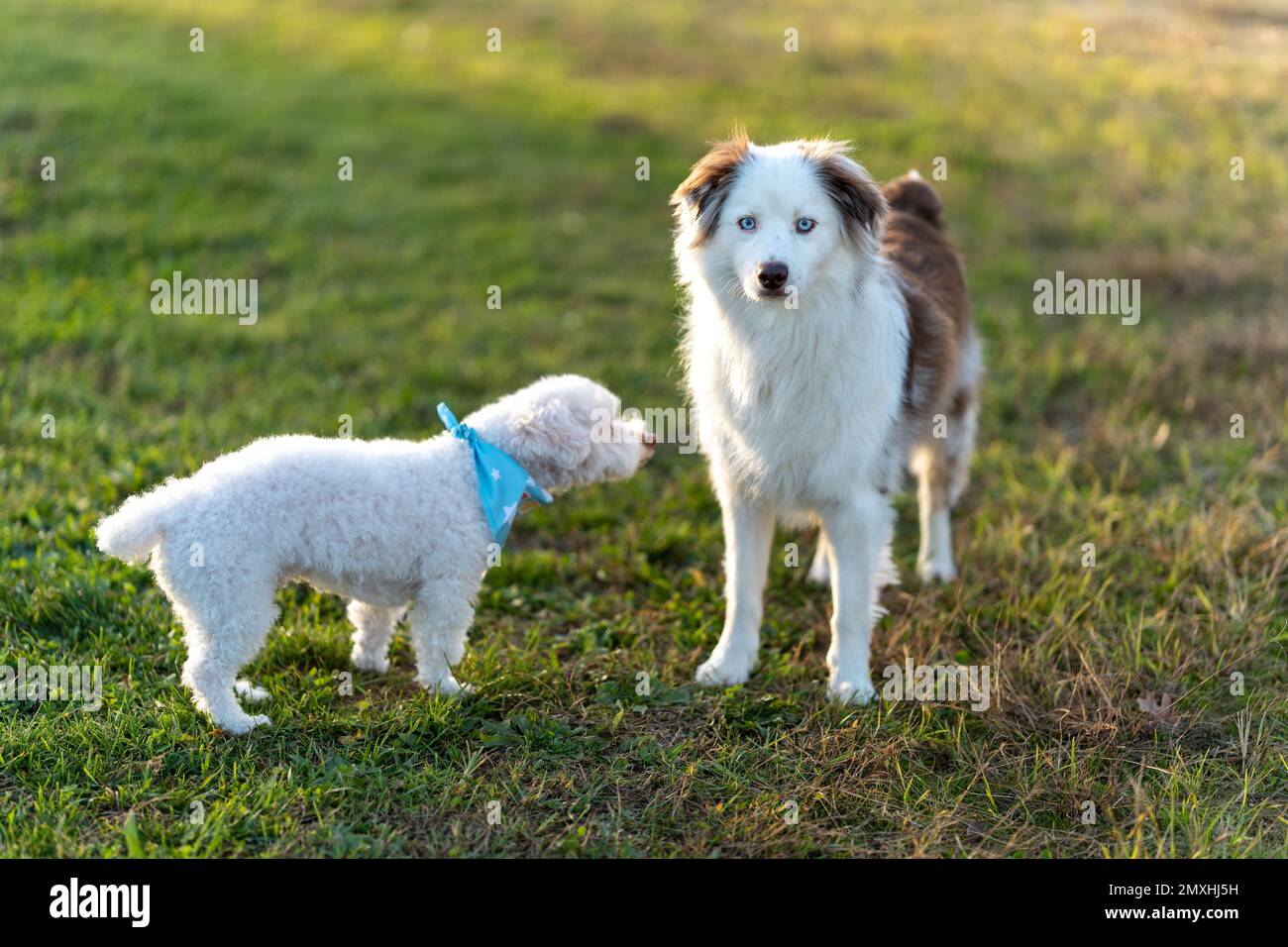 The two dogs playing together in the park Stock Photo - Alamy