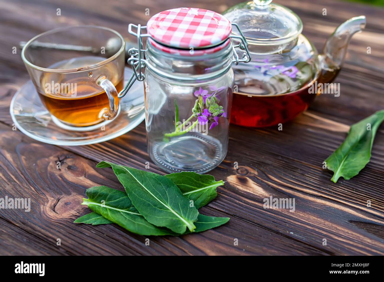 Keeping fresh medicinal herbs in the jar. Matthiola incana, Brompton ...