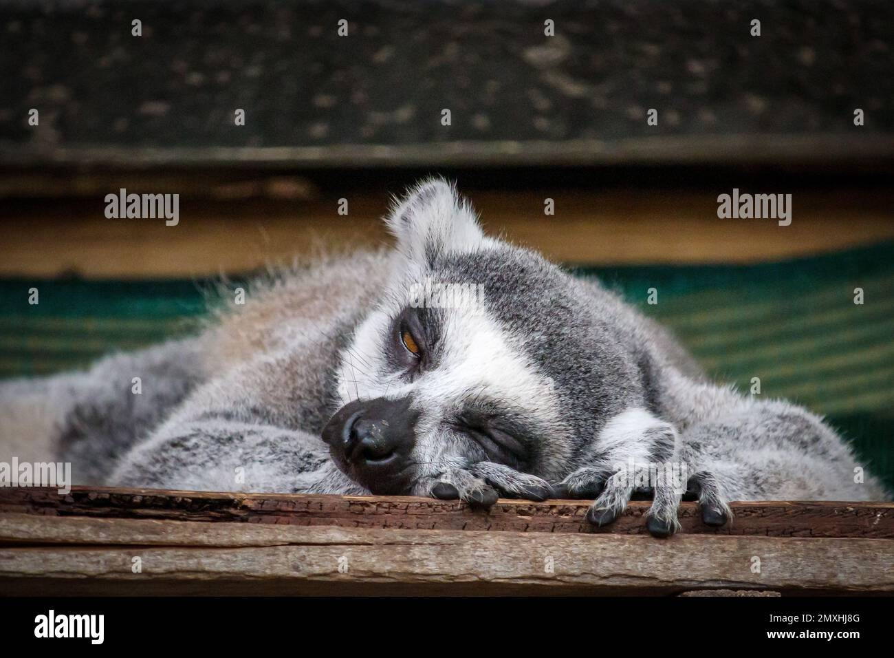 An adorable view of a lemur sleeping peacefully captured in a park ...