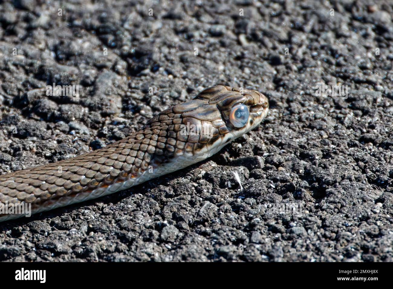 Masticophis flagellum coachwhip snake hi-res stock photography and ...