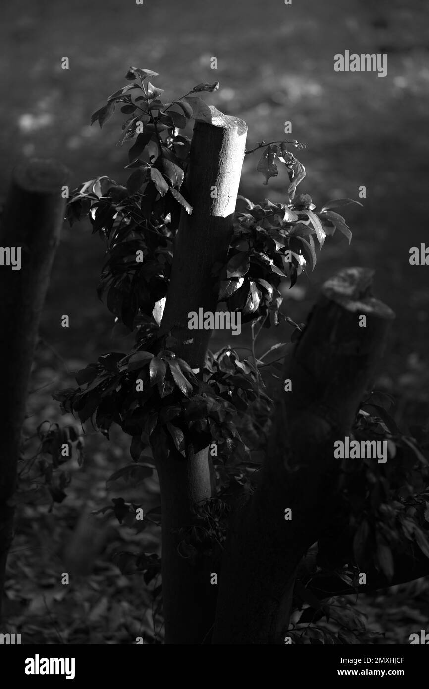 A vertical grayscale shot of flowers growing around a wooden pole in a ...