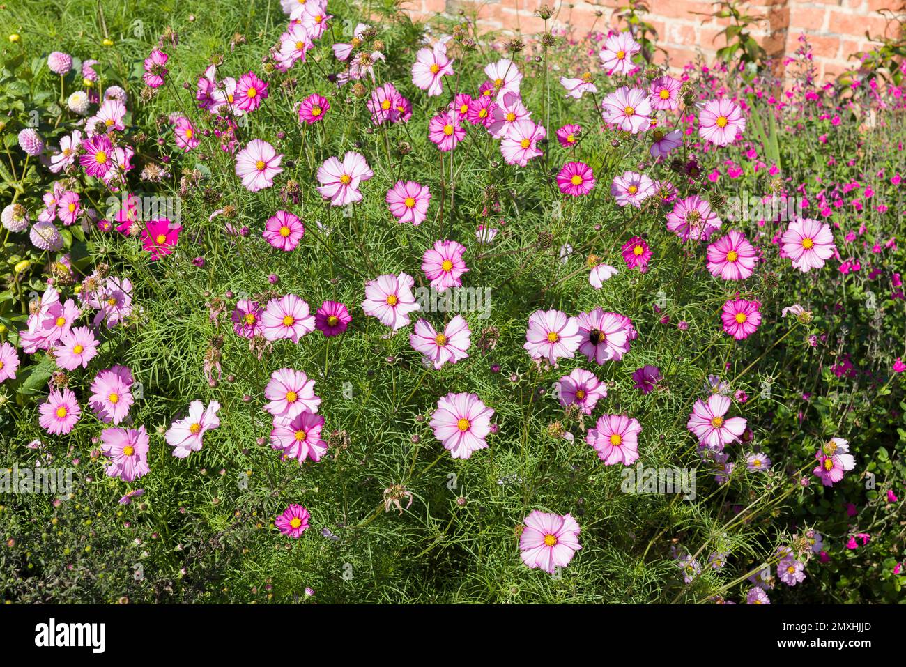 Cosmos plant with pink flowers growing in an English garden in summer ...