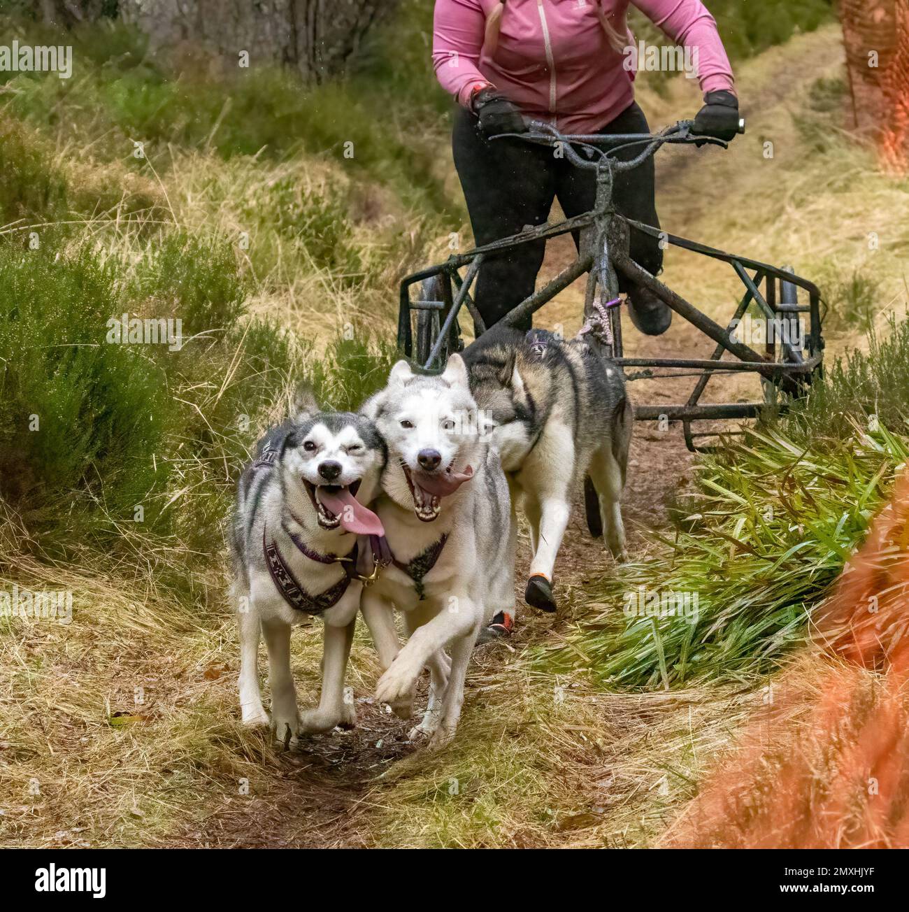 A beautiful shot of Siberian Husky dogs running and carrying a bike ...