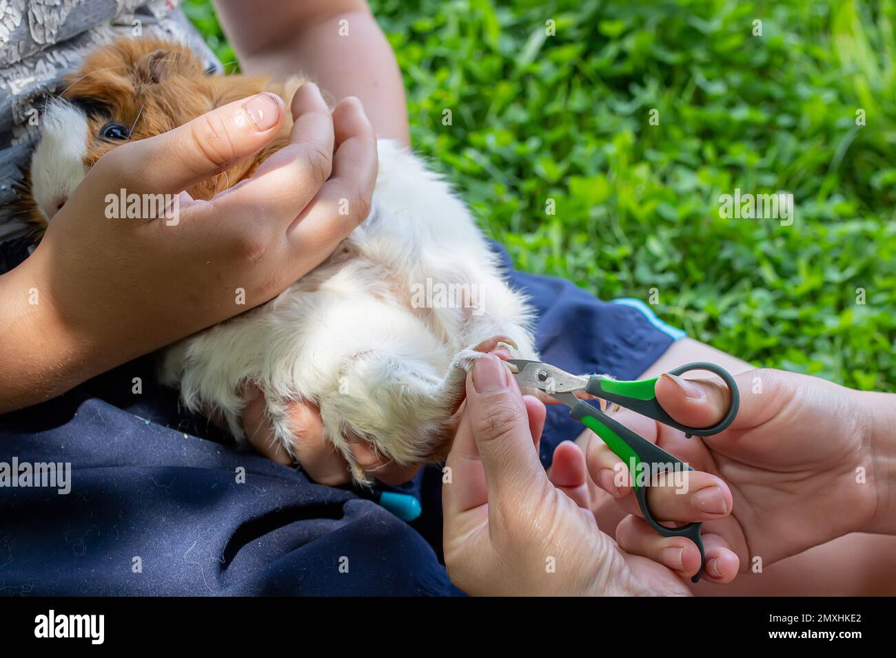 hands trimming claws of guinea pig with pet clippers. Haircut claws of ...