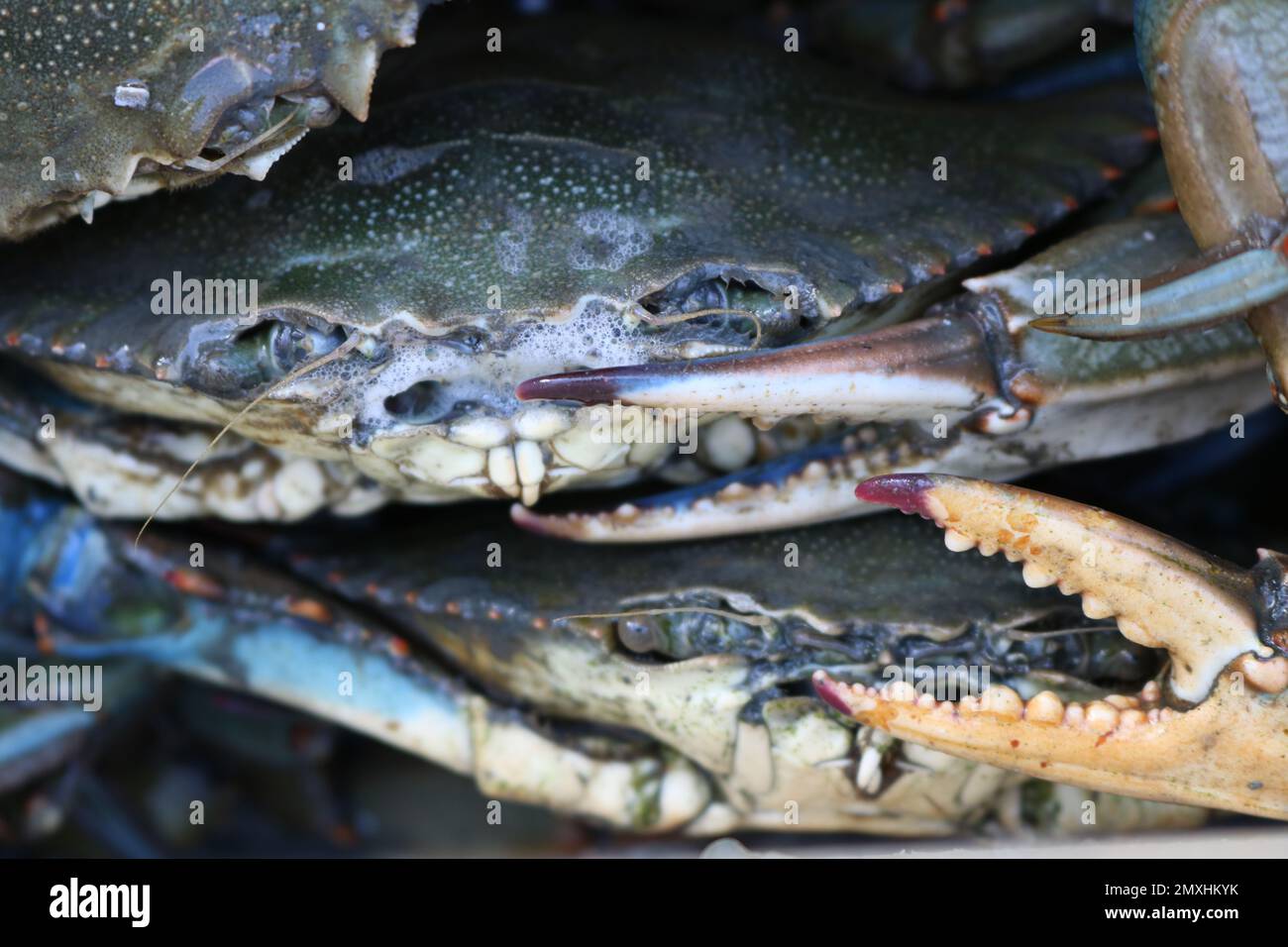 Close up photo of live male blue crabs stacked on top of each other ...