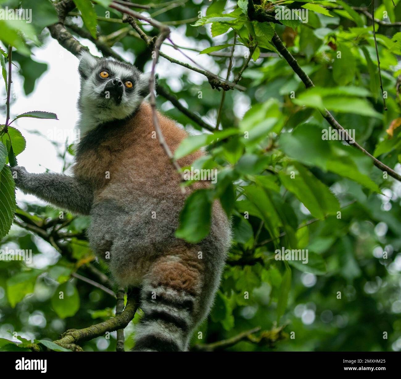 A closeup of a cute furry lemur, Lemuroidea primate through the green ...