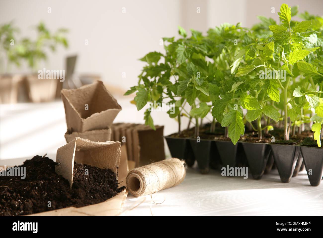 Green tomato seedlings, peat pots, rope and soil on white table Stock ...