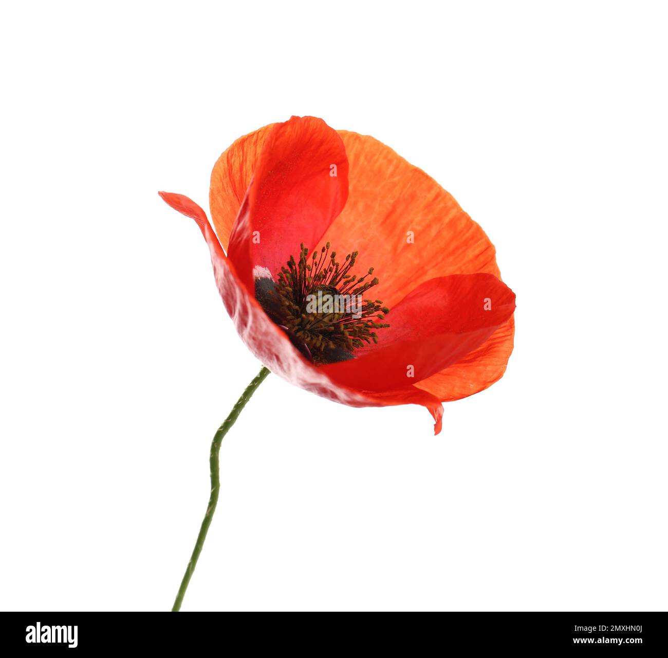 Beautiful red poppy flower isolated on white Stock Photo - Alamy