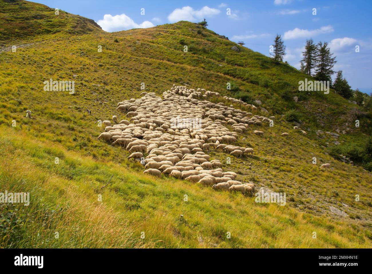 A flock of mountain sheep graze on a green pasture in the mountains in ...