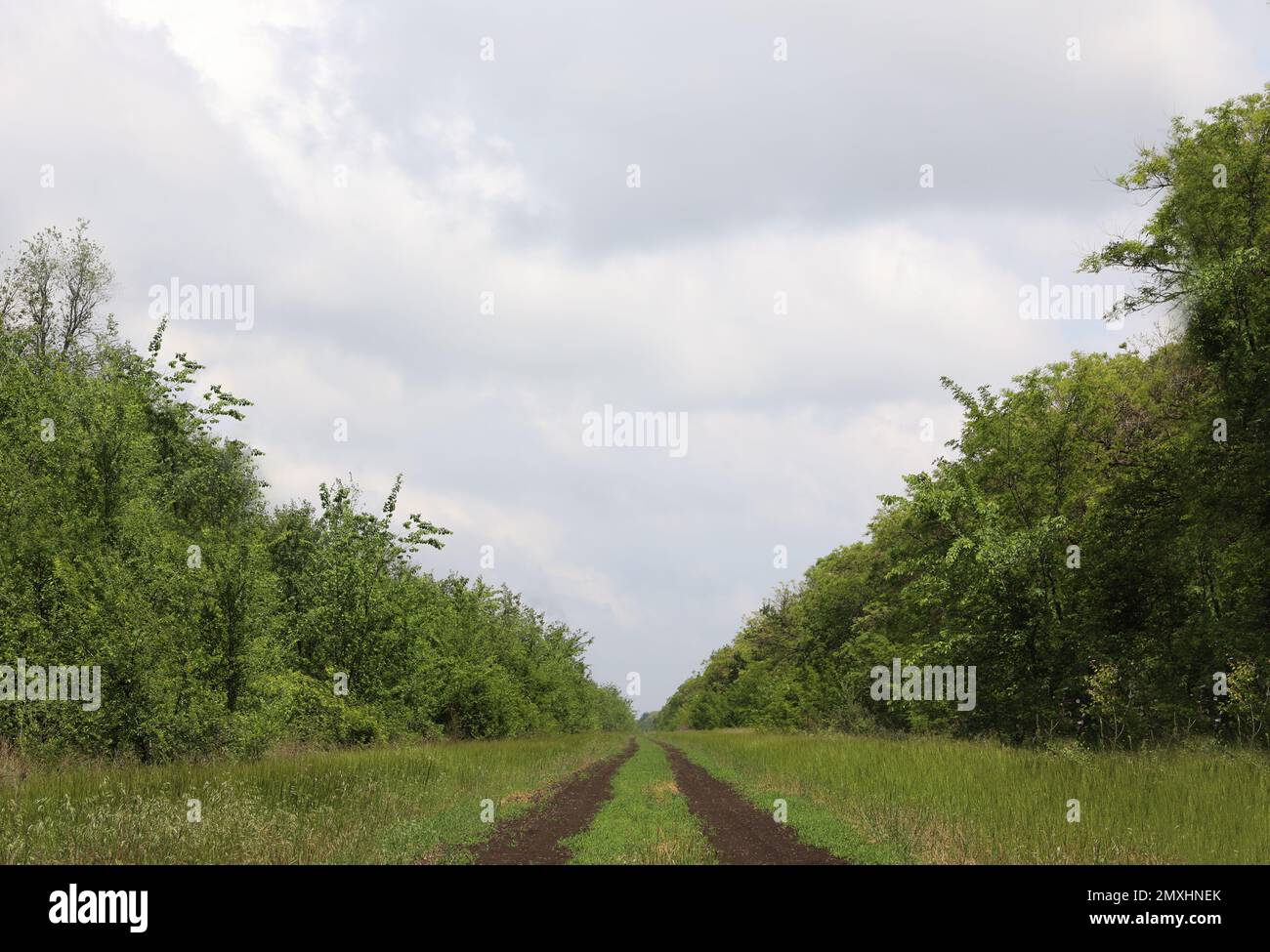Country road going through trees under cloudy sky Stock Photo - Alamy