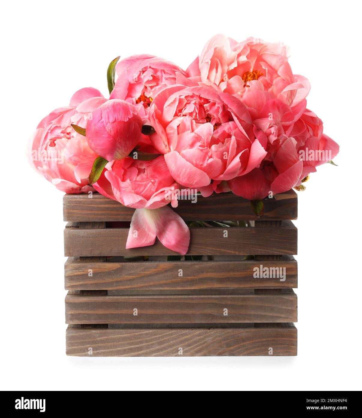 Wooden crate with beautiful pink peonies on white background Stock ...