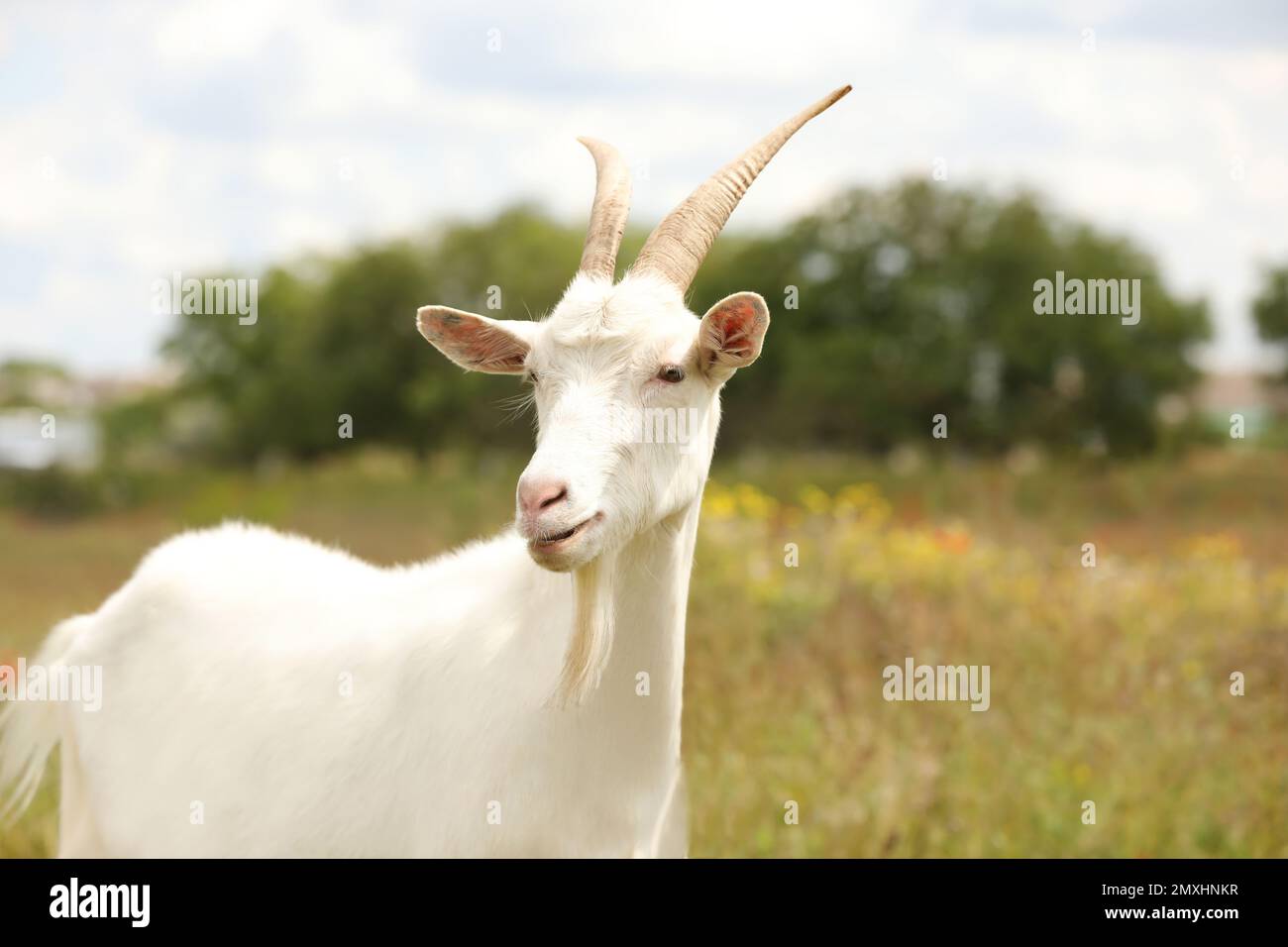 Beautiful white goat in field. Animal husbandry Stock Photo - Alamy