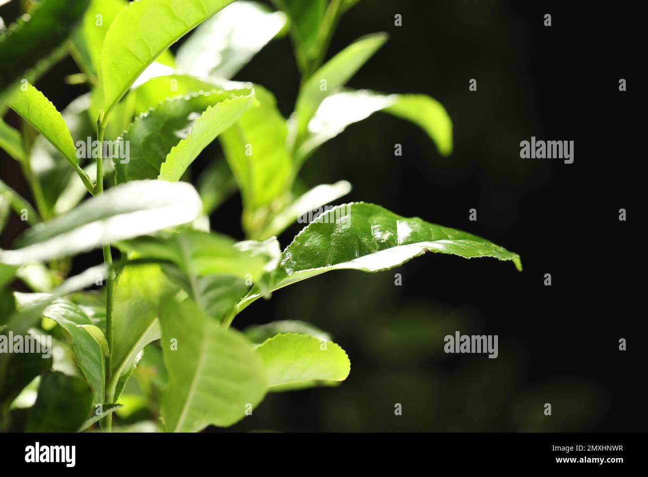 Closeup view of green tea plant against dark background Stock Photo - Alamy