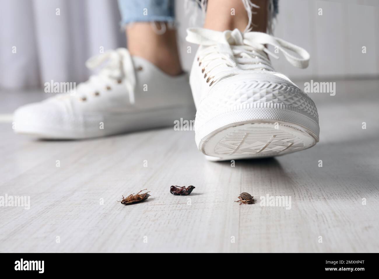 Woman crushing cockroaches with feet, closeup. Pest control Stock Photo ...