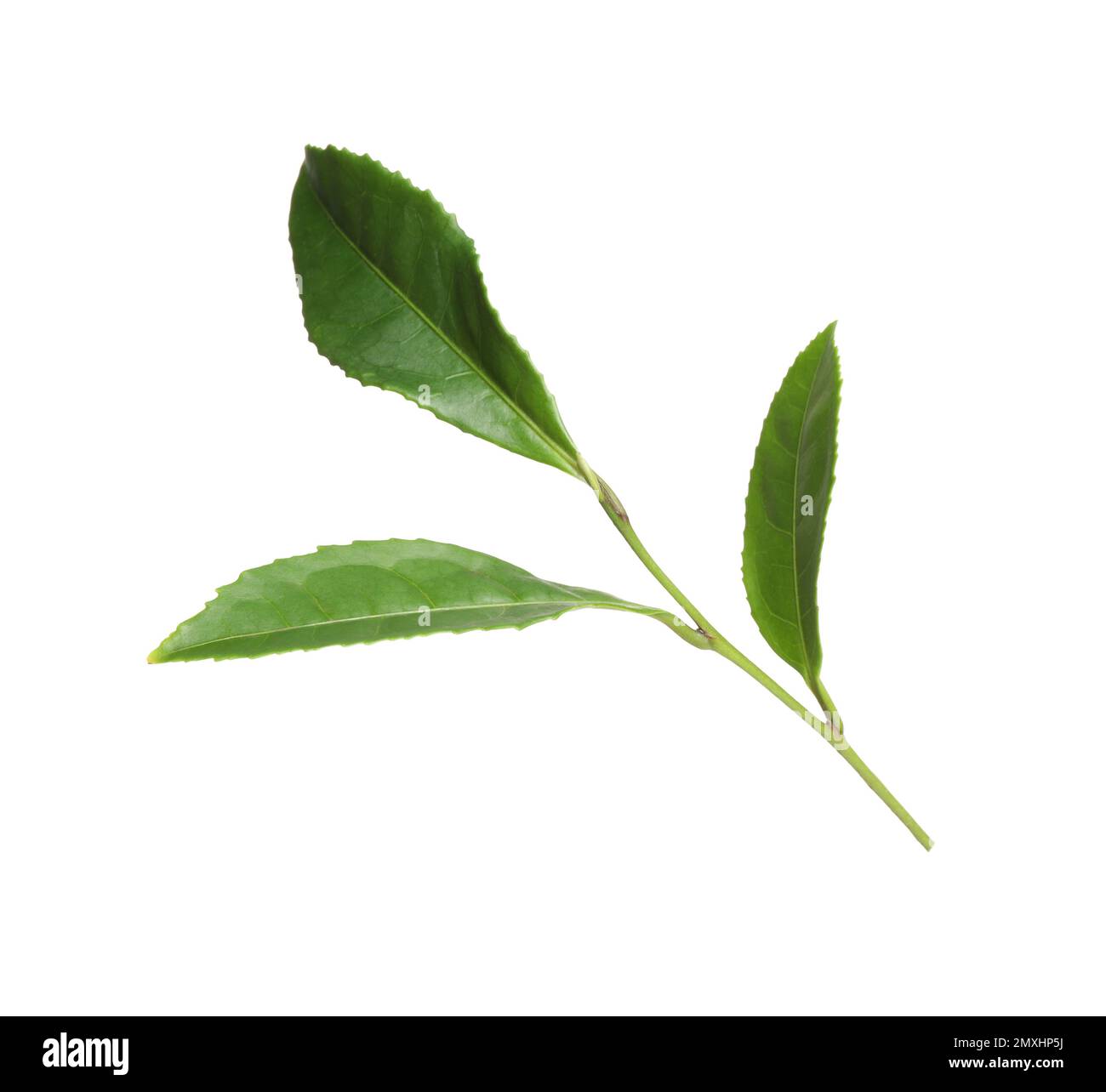 Green leaves of tea plant isolated on white Stock Photo - Alamy