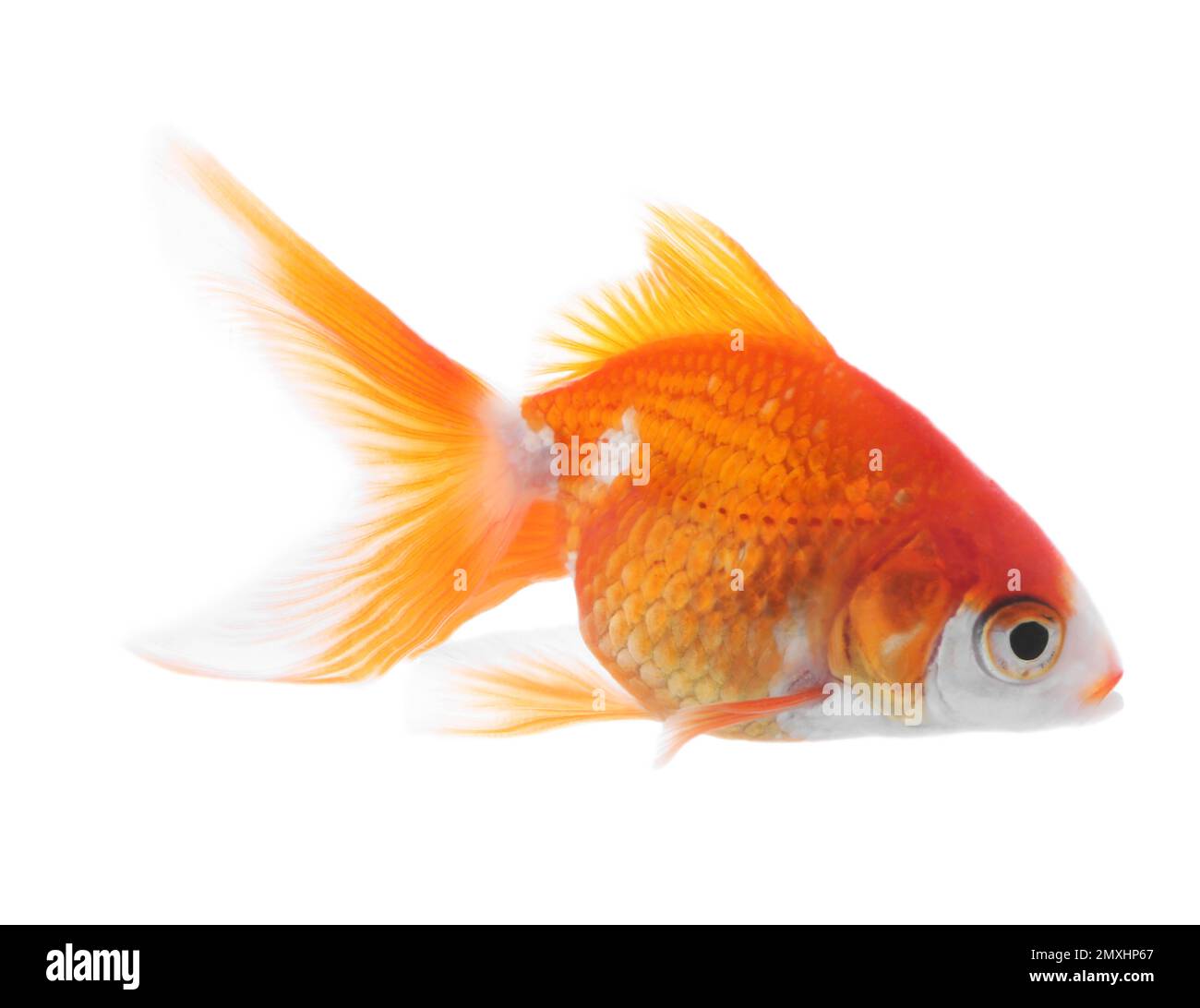 Beautiful bright small goldfish isolated on white Stock Photo - Alamy