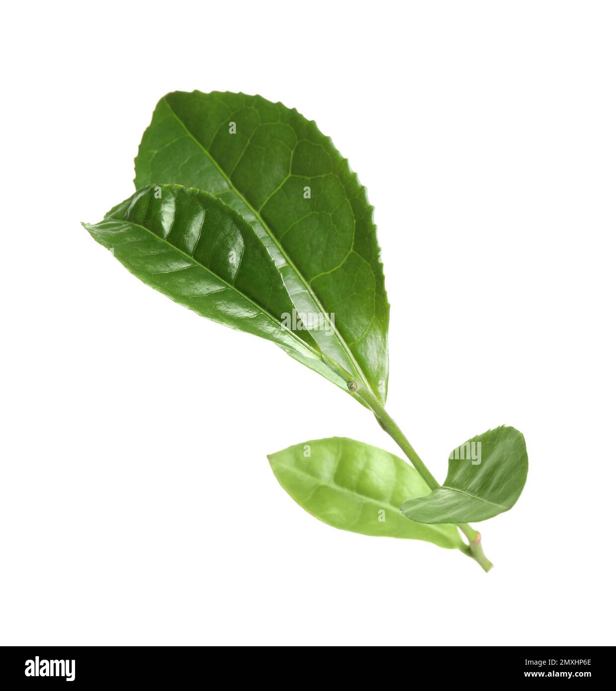 Green leaves of tea plant isolated on white Stock Photo - Alamy
