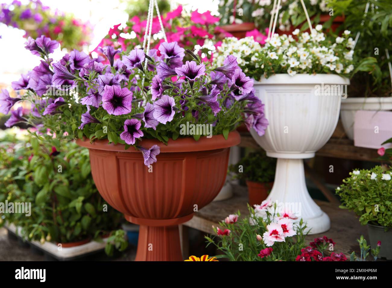 Beautiful flowers in plant pots on display outdoors Stock Photo - Alamy
