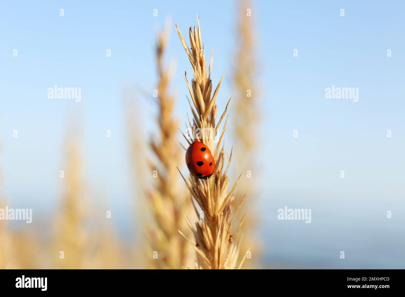 Closeup view of ladybug on spike outdoors Stock Photo - Alamy