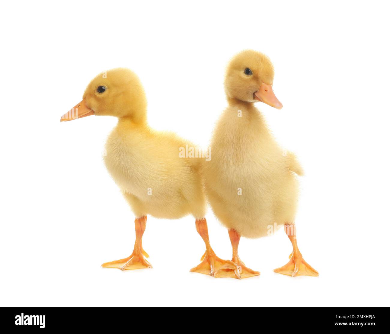 Two cute little ducklings Cut Out Stock Images & Pictures - Alamy