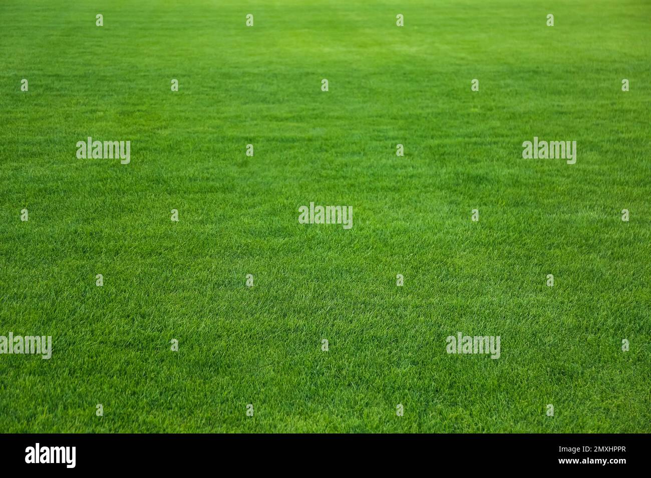 Green lawn with fresh grass as background Stock Photo - Alamy
