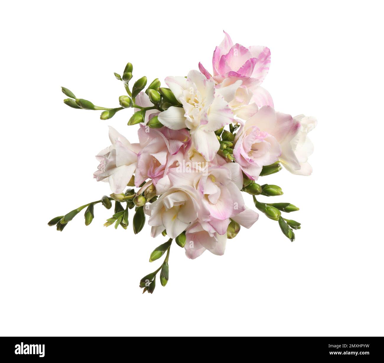 Bouquet of beautiful freesia flowers on white background Stock Photo ...