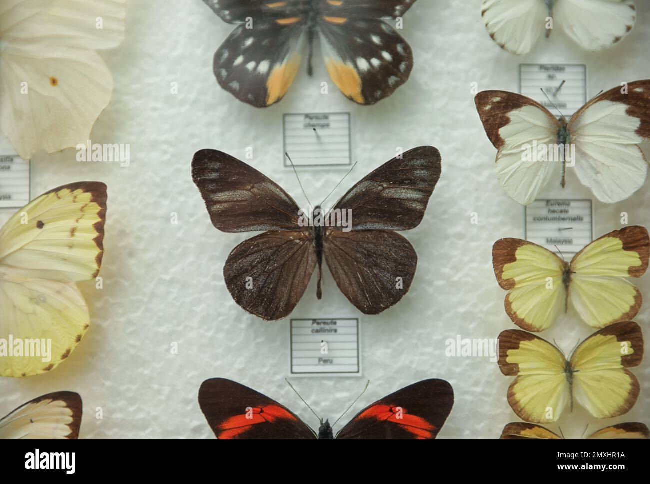 Many different beautiful exotic butterflies on white background Stock ...