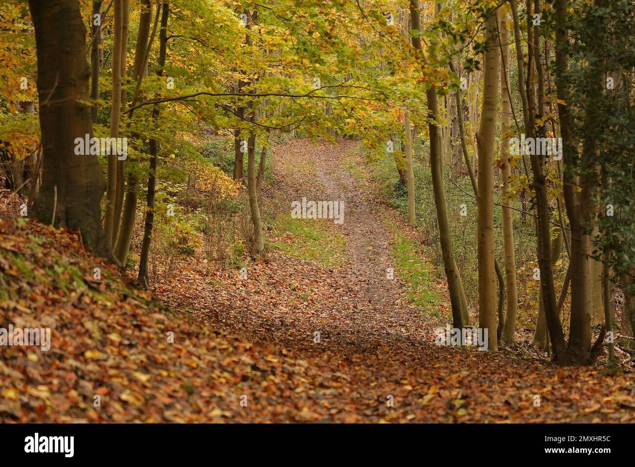 Mud path in between trees of a forest in autumn with leaf fall Stock ...