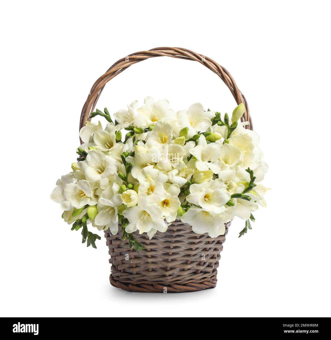 Beautiful freesia flowers in basket on white background Stock Photo - Alamy