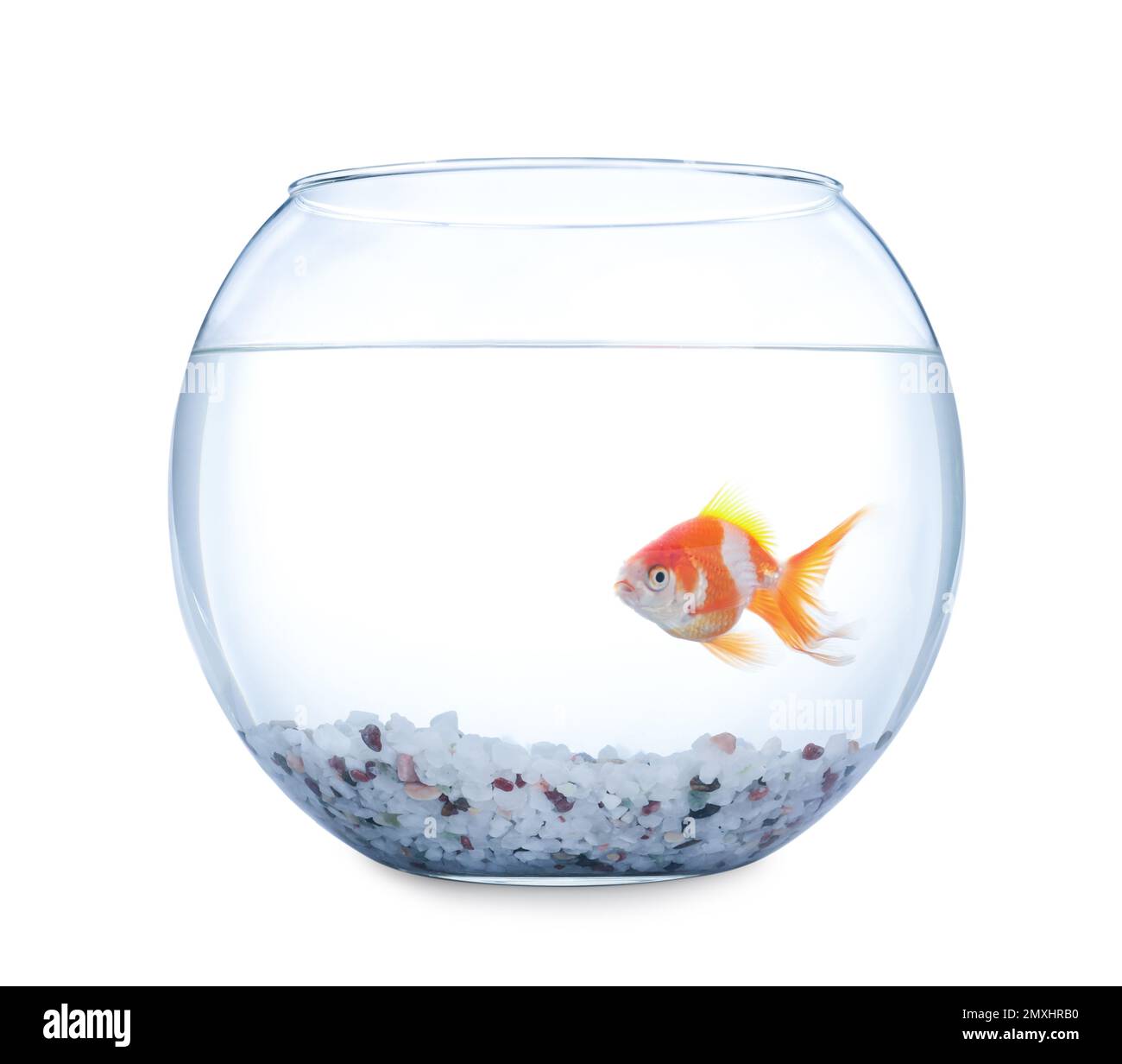 Beautiful bright small goldfish in round glass aquarium isolated on ...