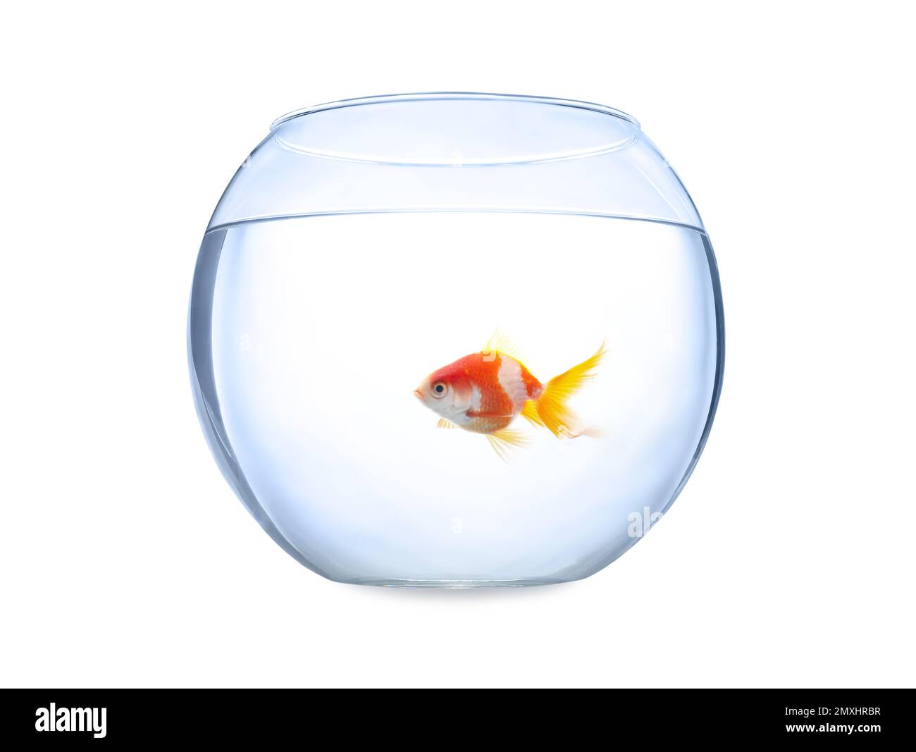 Beautiful bright small goldfish in round glass aquarium isolated on ...