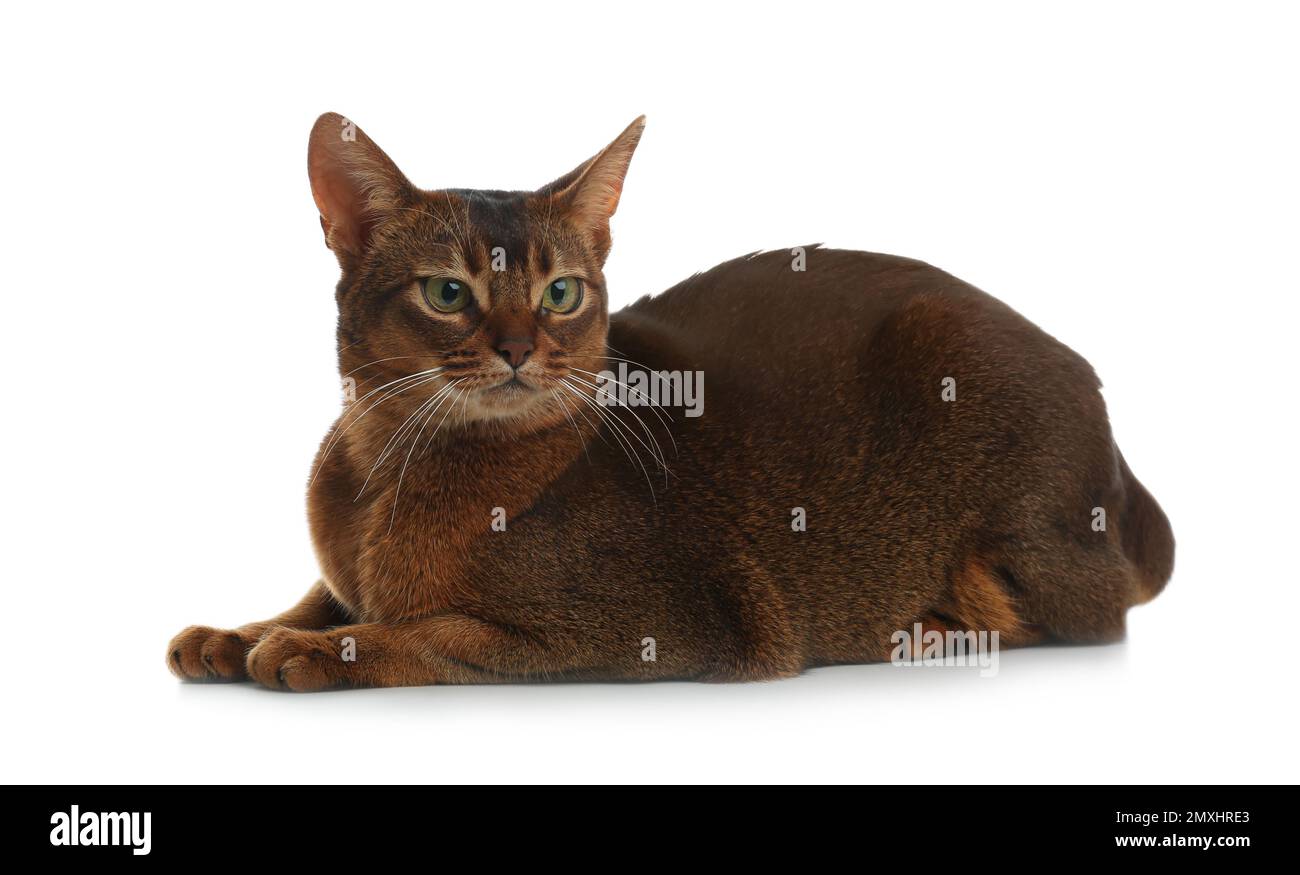 Beautiful Abyssinian cat on white background. Lovely pet Stock Photo ...