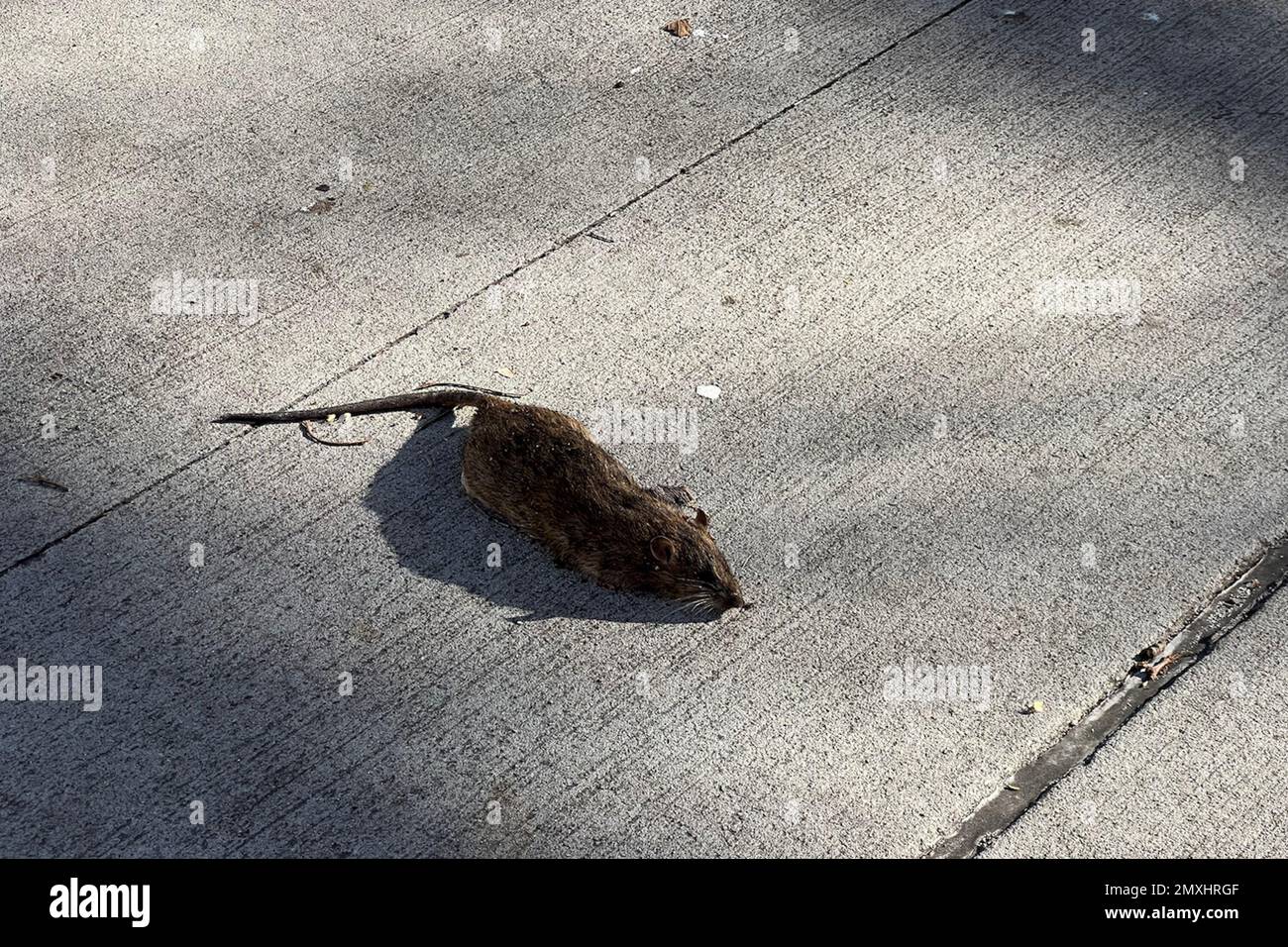 New York, USA. 03rd Feb, 2023. A dead rat lies on the sidewalk in front ...