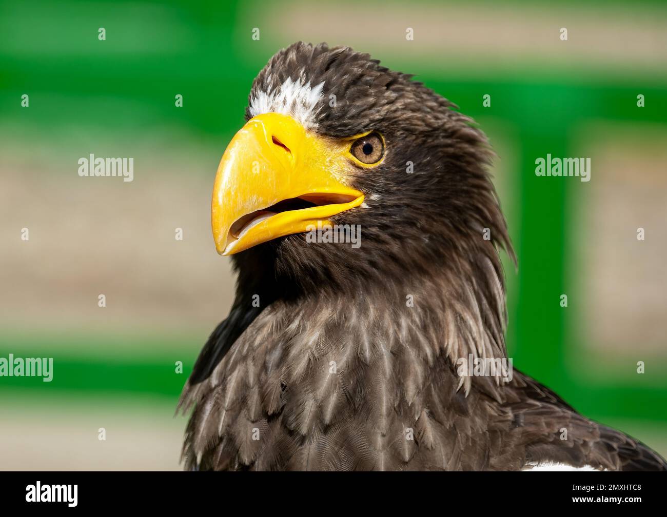 A portrait of a beautiful eagle Stock Photo - Alamy