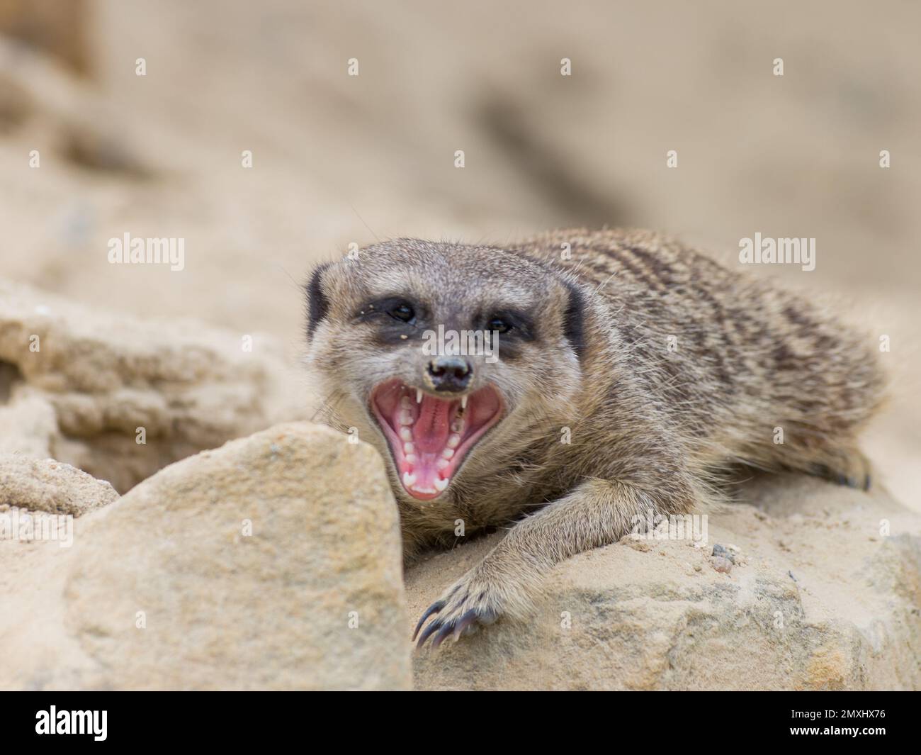 Screaming meerkat hi-res stock photography and images - Alamy
