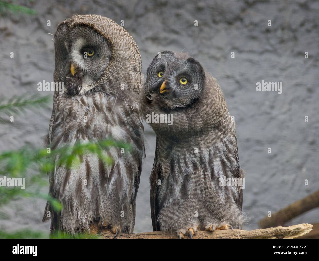 A pair of Great grey owls (Strix nebulosa) looking back at the camera ...
