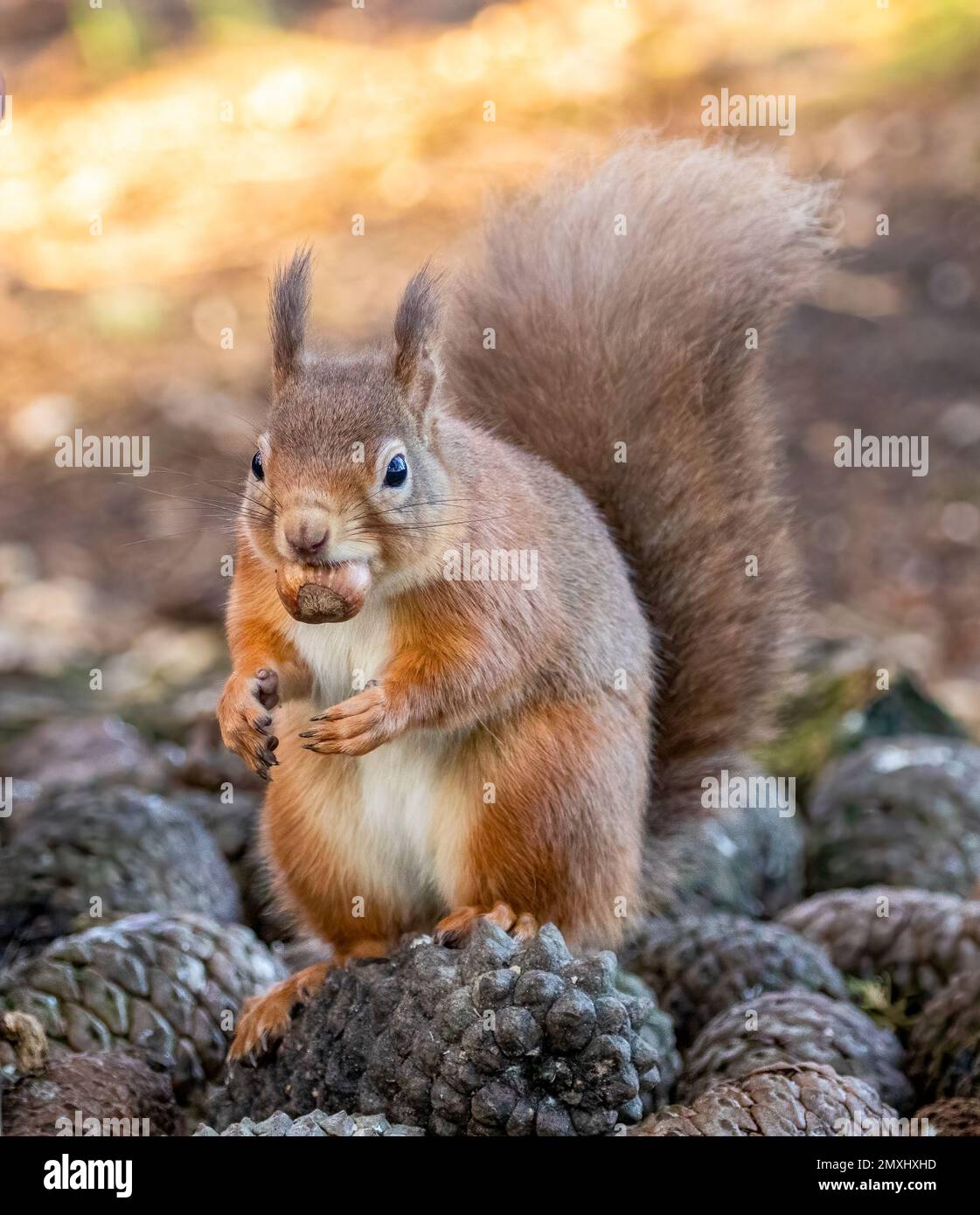 A close-up shot of a common squirrel (Sciurus vulgaris) eating a nut ...