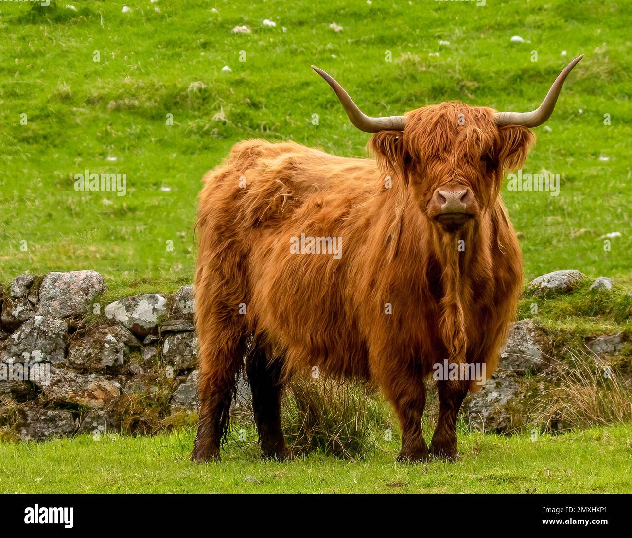 A cute highland breed cow standing in a green field Stock Photo - Alamy