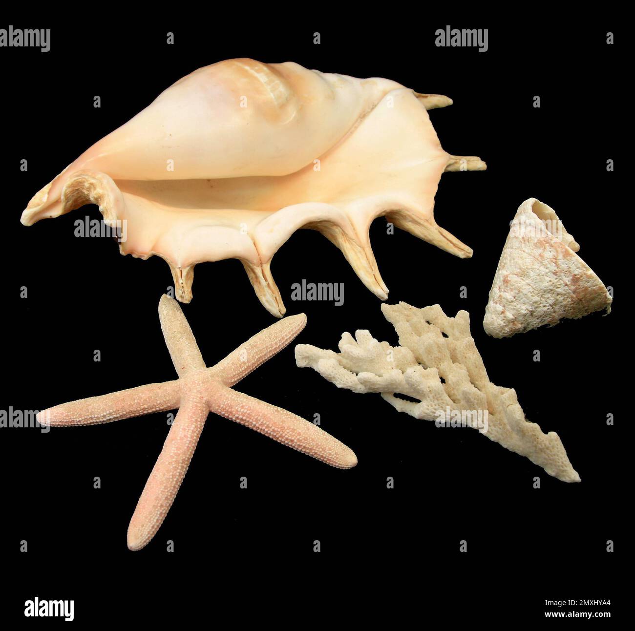 group of things from the ocean Stock Photo - Alamy