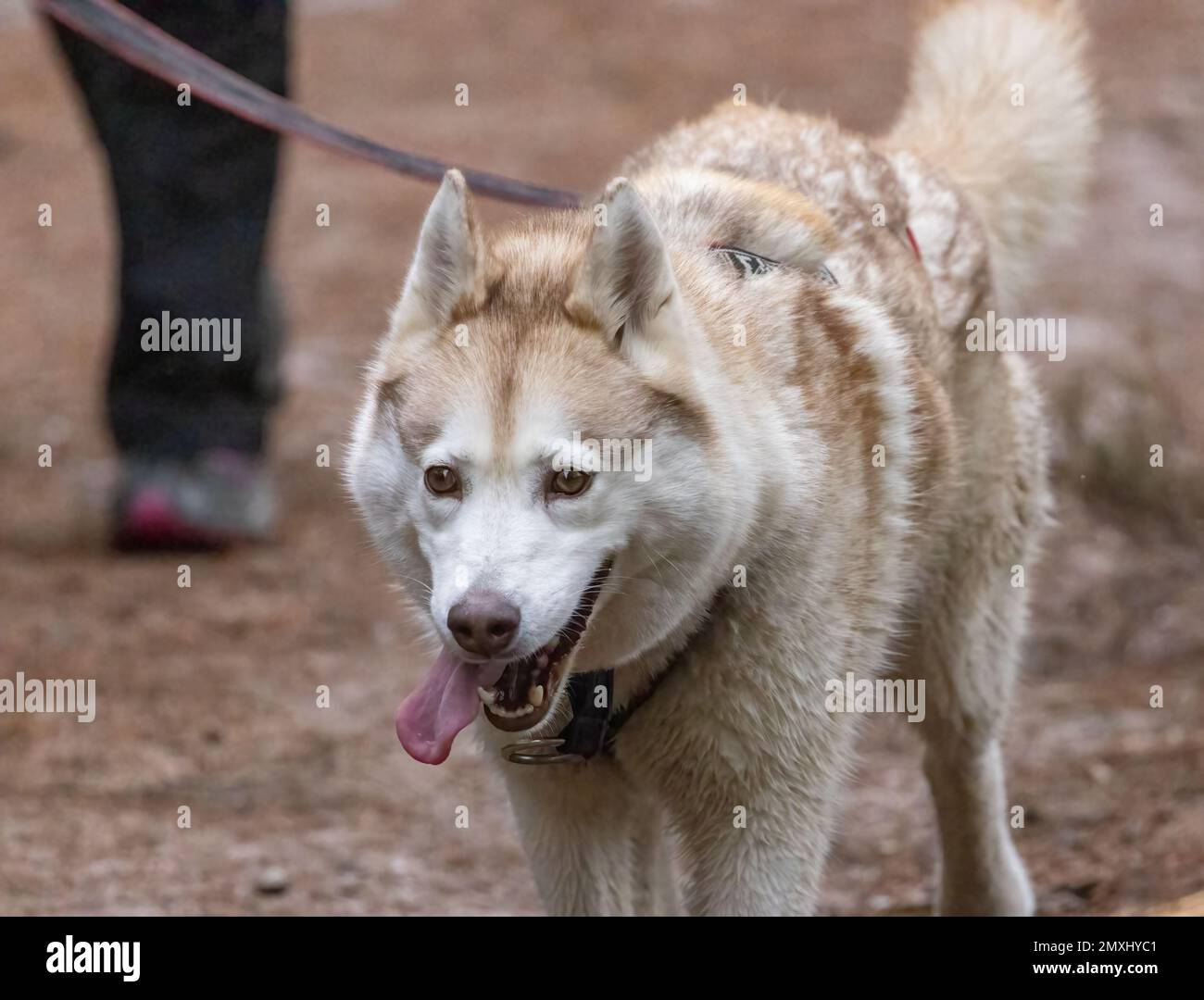 A closeup of a Siberian husky dog on a leash standing and panting Stock ...