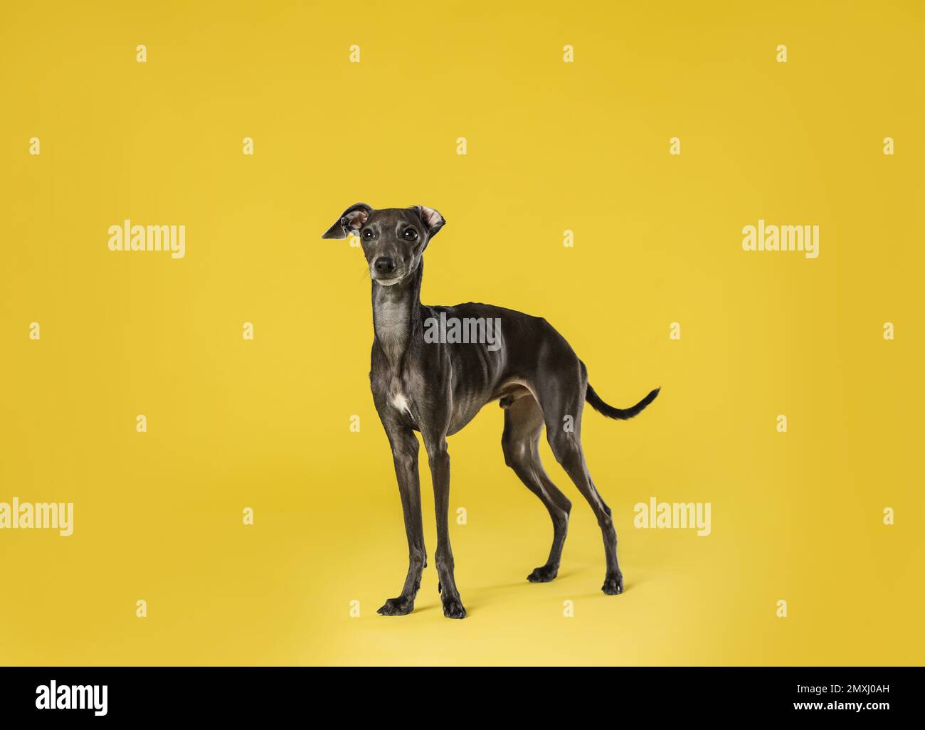 Cute Italian Greyhound dog on yellow background Stock Photo - Alamy