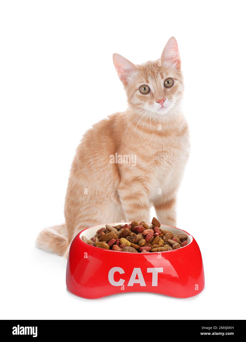 Cute yellow cat and feeding bowl with dry food on white background ...