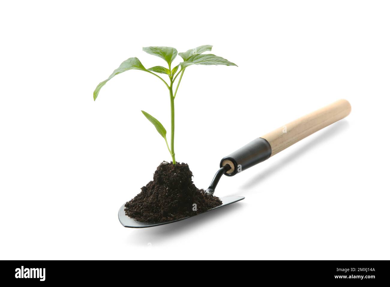 Gardening trowel with soil and green pepper seedling isolated on white ...