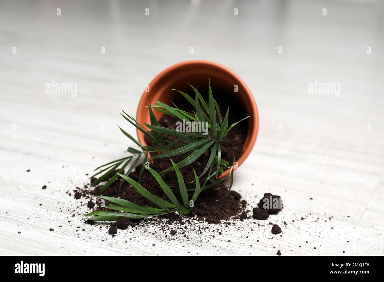 Overturned flower pot soil hi-res stock photography and images - Alamy