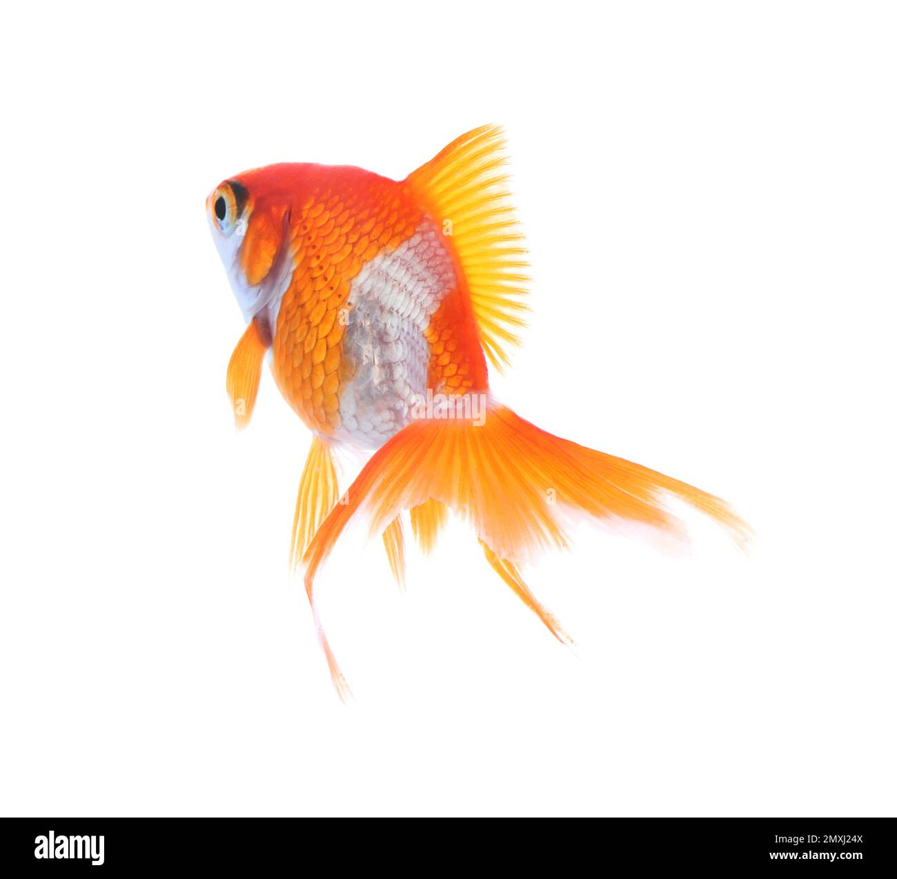 Beautiful bright small goldfish isolated on white Stock Photo - Alamy
