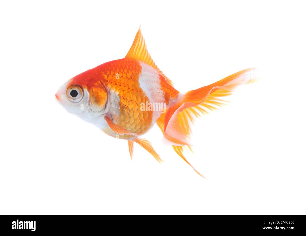Beautiful bright small goldfish isolated on white Stock Photo - Alamy
