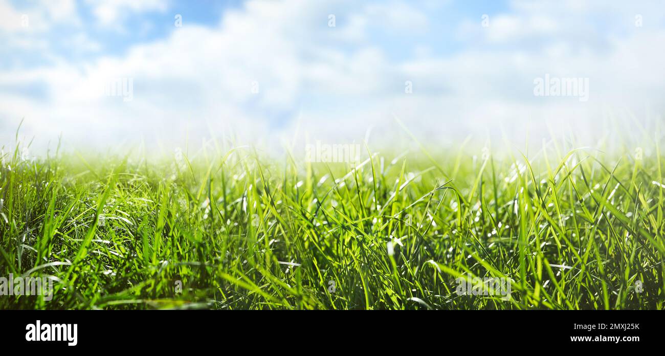 Sunny day banner hi-res stock photography and images - Alamy