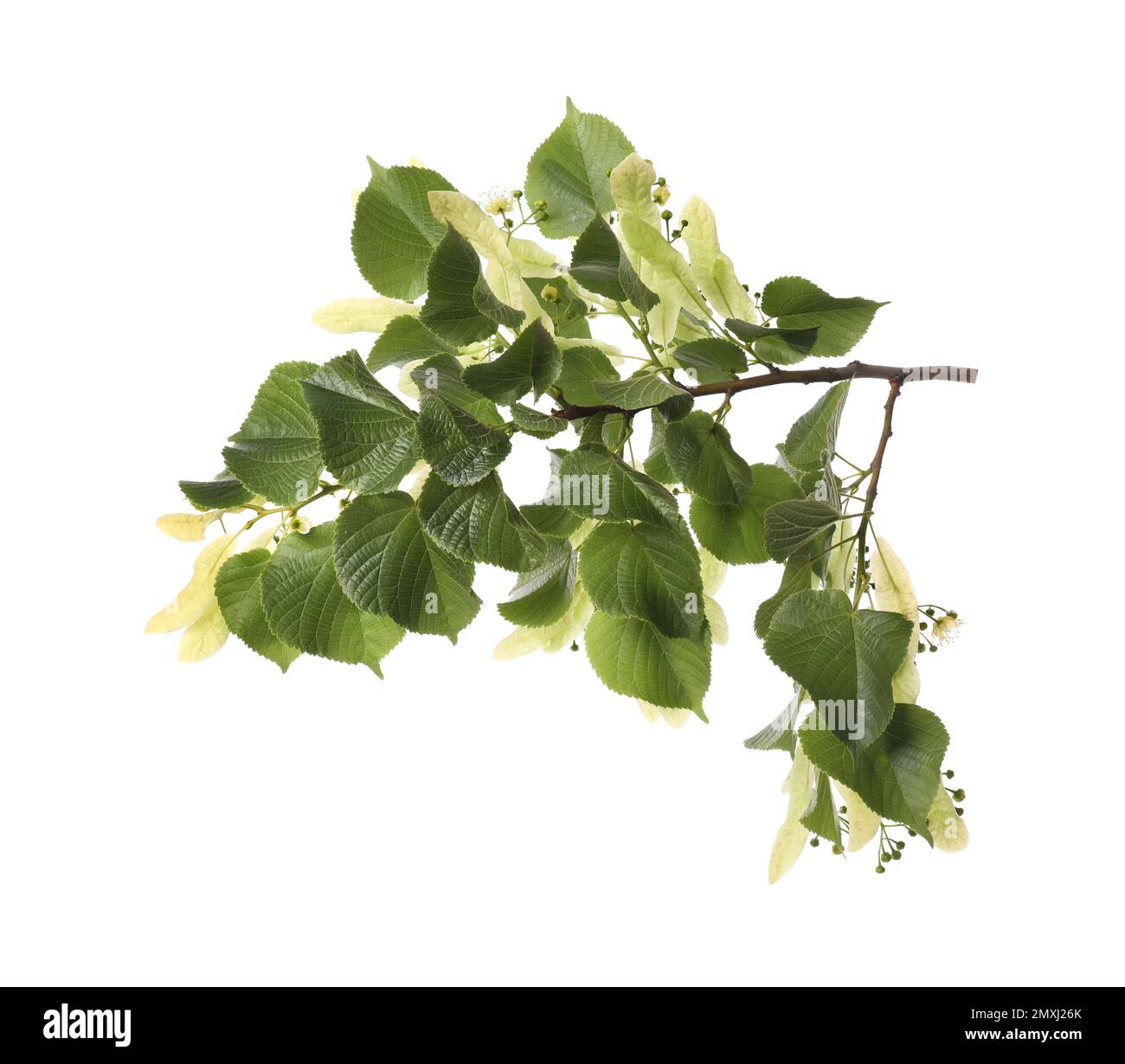 Linden tree branch with fresh young green leaves and blossom isolated ...